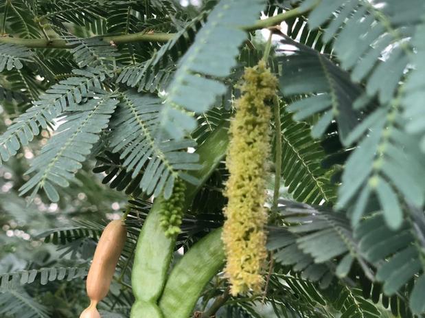 E Flora of the Kingdom of Saudi Arabia